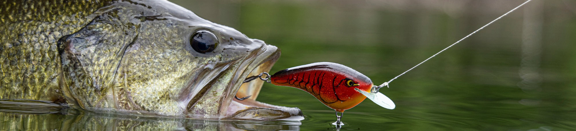Unlocking Spring Bass Fishing Success: The Significance of Red Baits ...